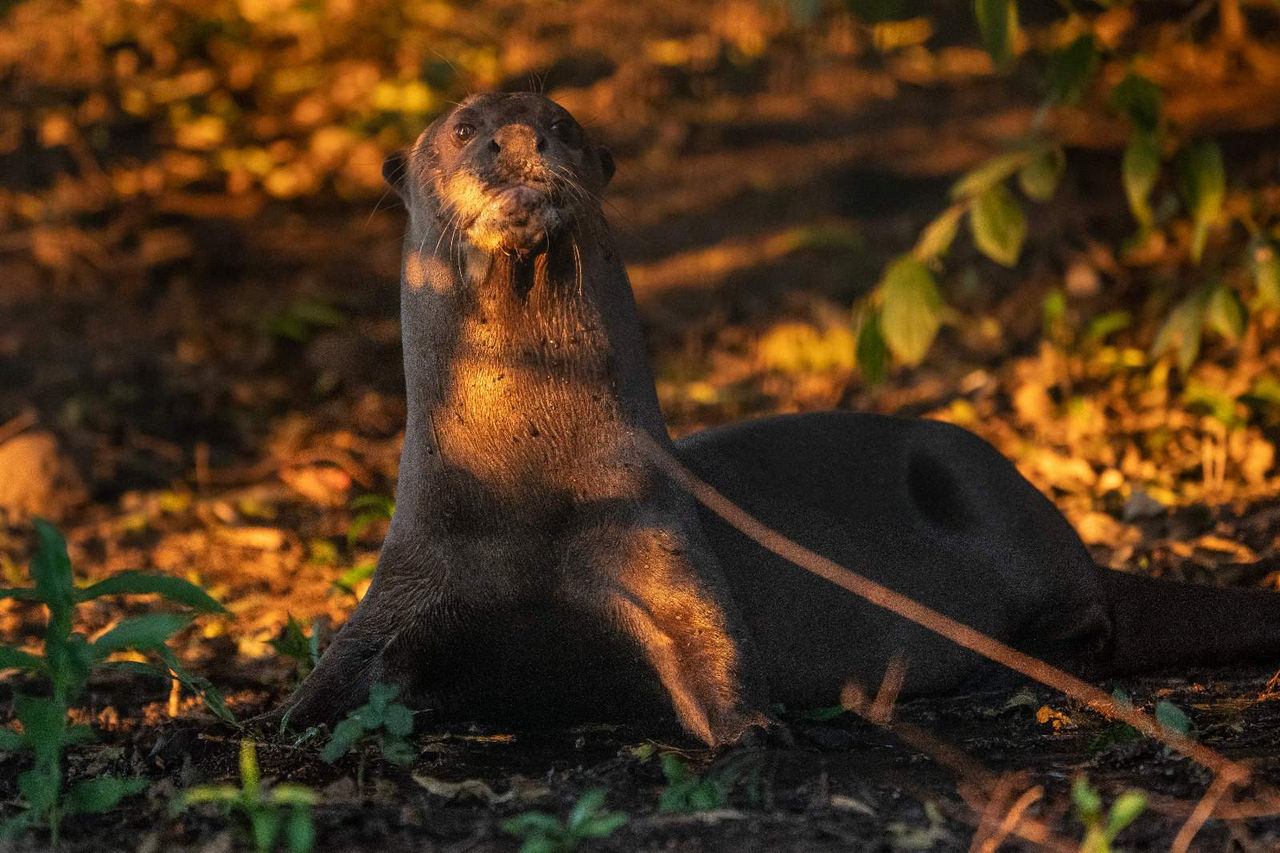 Zoo de Madrid traslada una nutria gigante a la reserva argentina de Iberá para su próxima ...